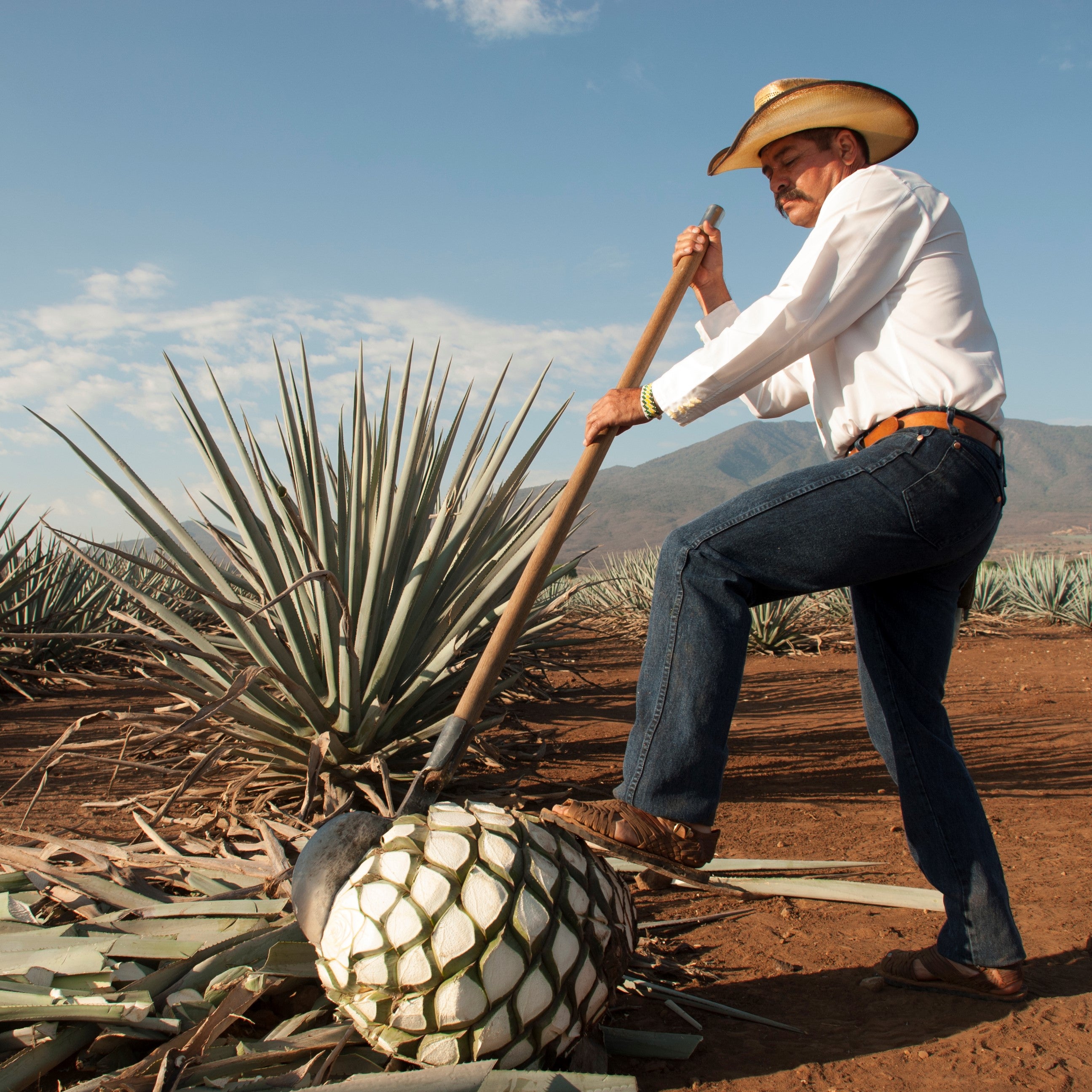 Tequila, Mezcal & Sotol – Vine & Bine